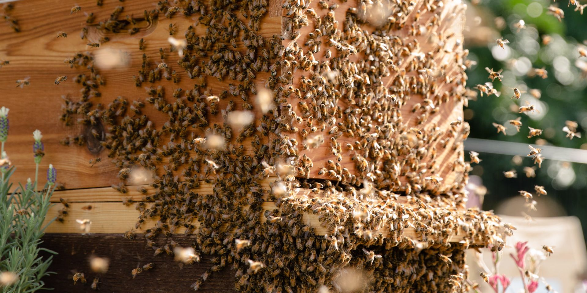 Why are the bees on the front of my hive? Bearding?
