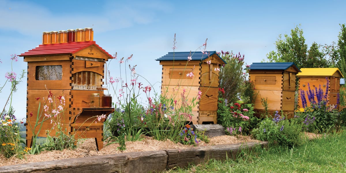 Where to locate and set up your hive