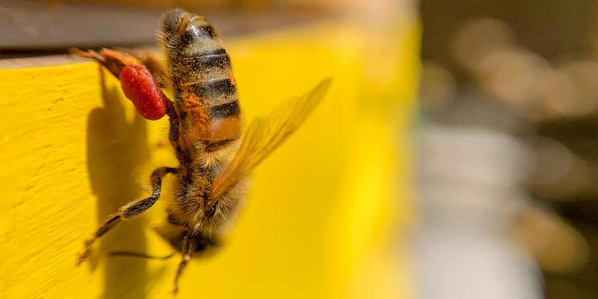 Do I need to register my hive?