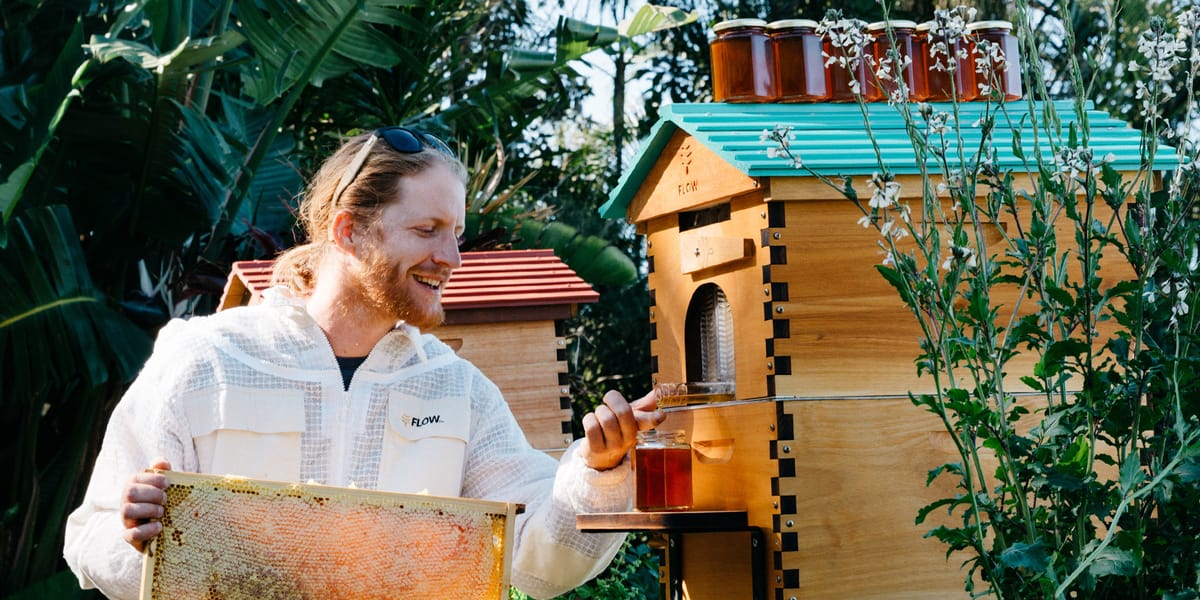 Flow Hive Hybrid / colony maintenance