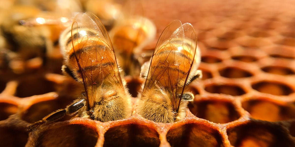 What type of bees can go in Flow Hives / Frames?