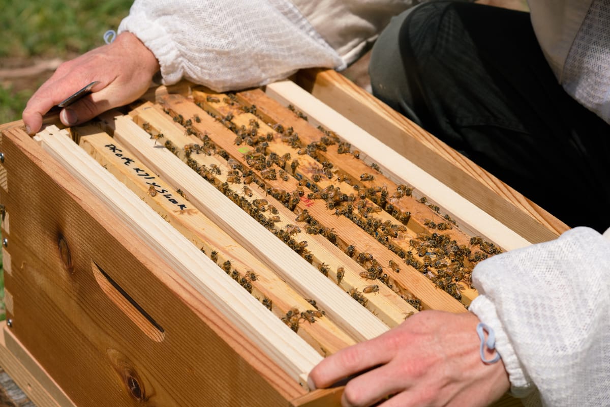 Do I need to rotate my brood frames?