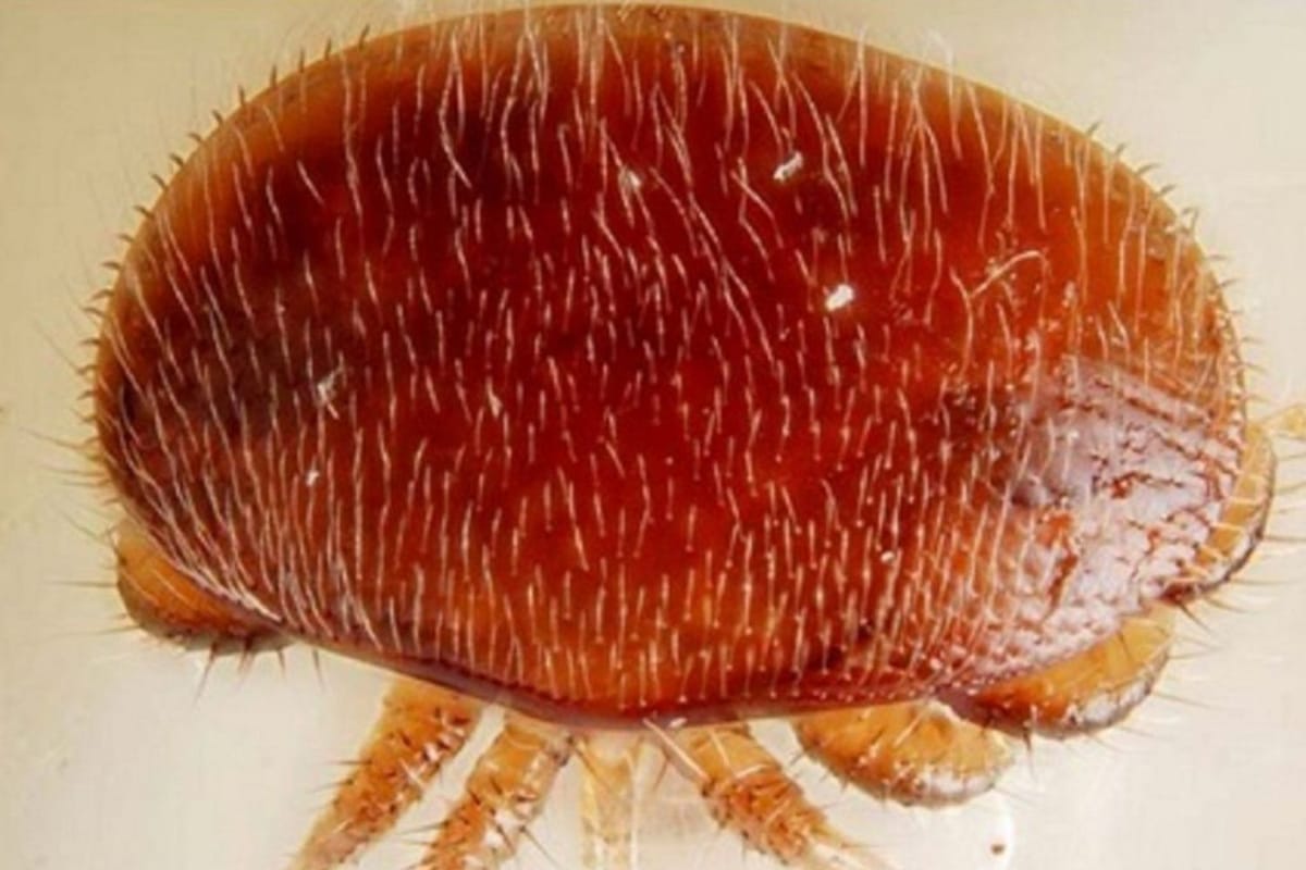 What Is The Varroa Mite