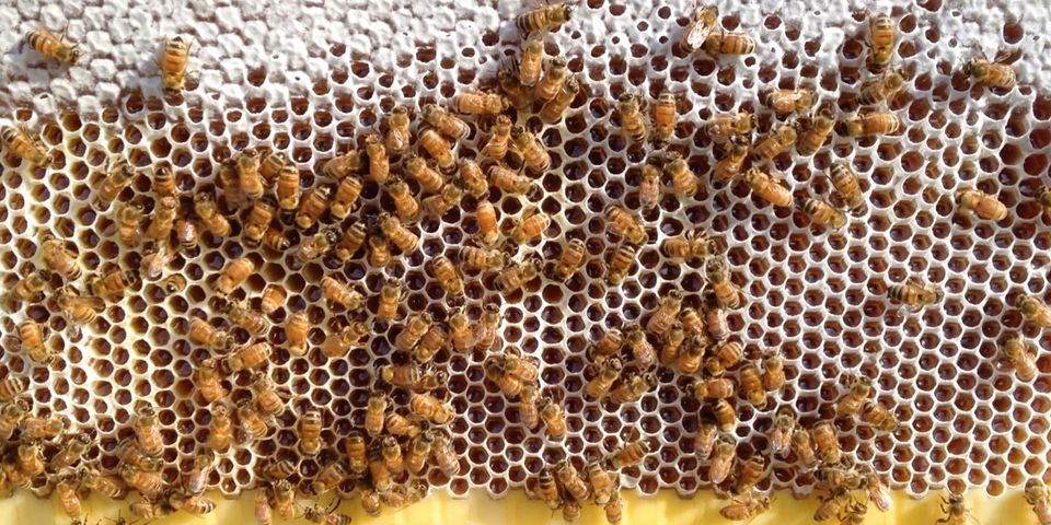 How do the bees know when to uncap the comb?