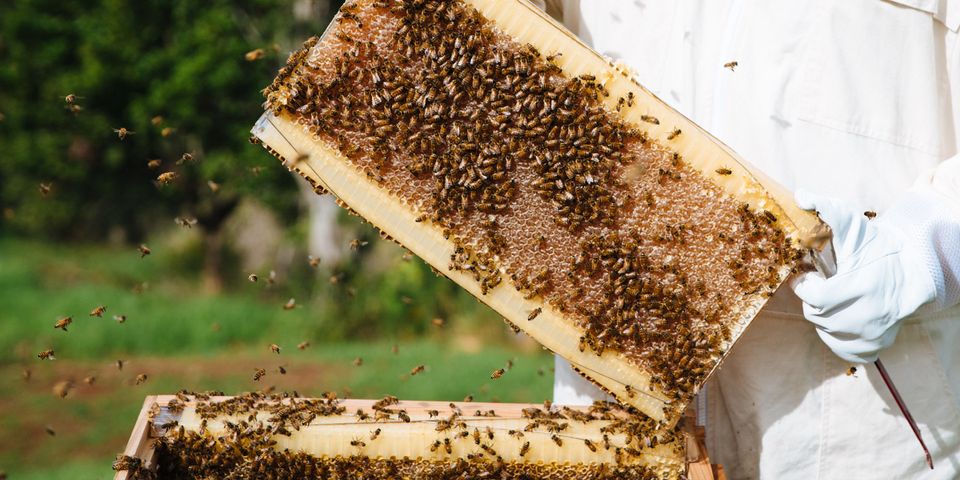 Maintaining Your Flow Hive
