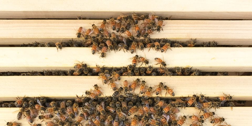 How do I set up Flow Hive brood frames?