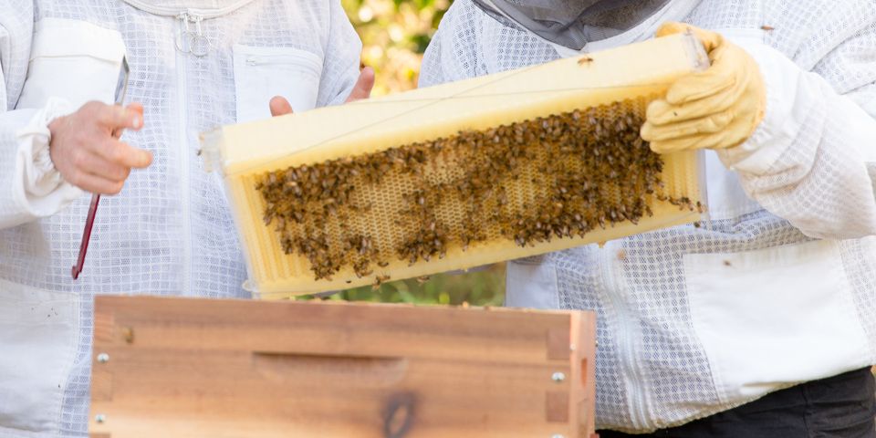 Flow Frames - Flow Hive FAQs