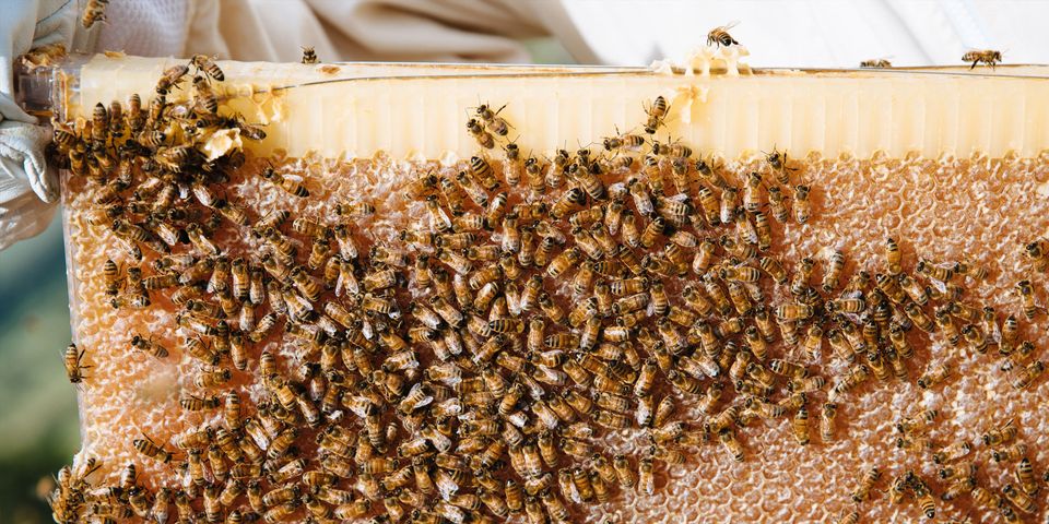 Flow Frames - Flow Hive FAQs