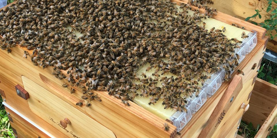 Flow Frames - Flow Hive FAQs