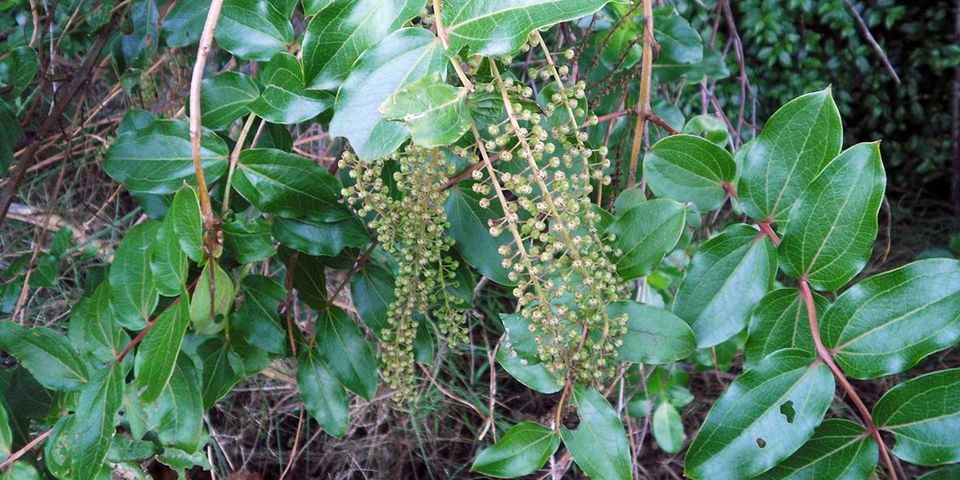 Tutin – what do I need to look out for in New Zealand?