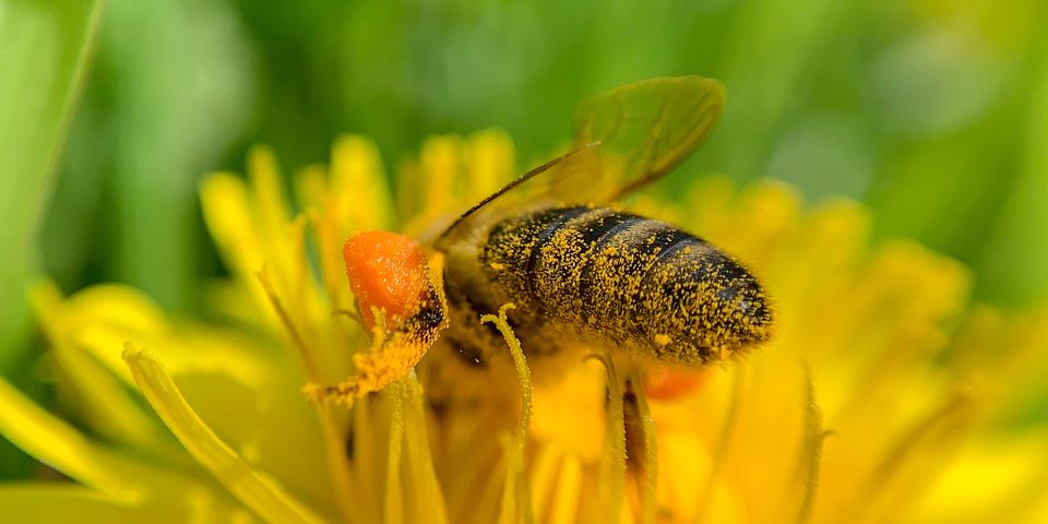 Does Flow work with Pollen Traps?
